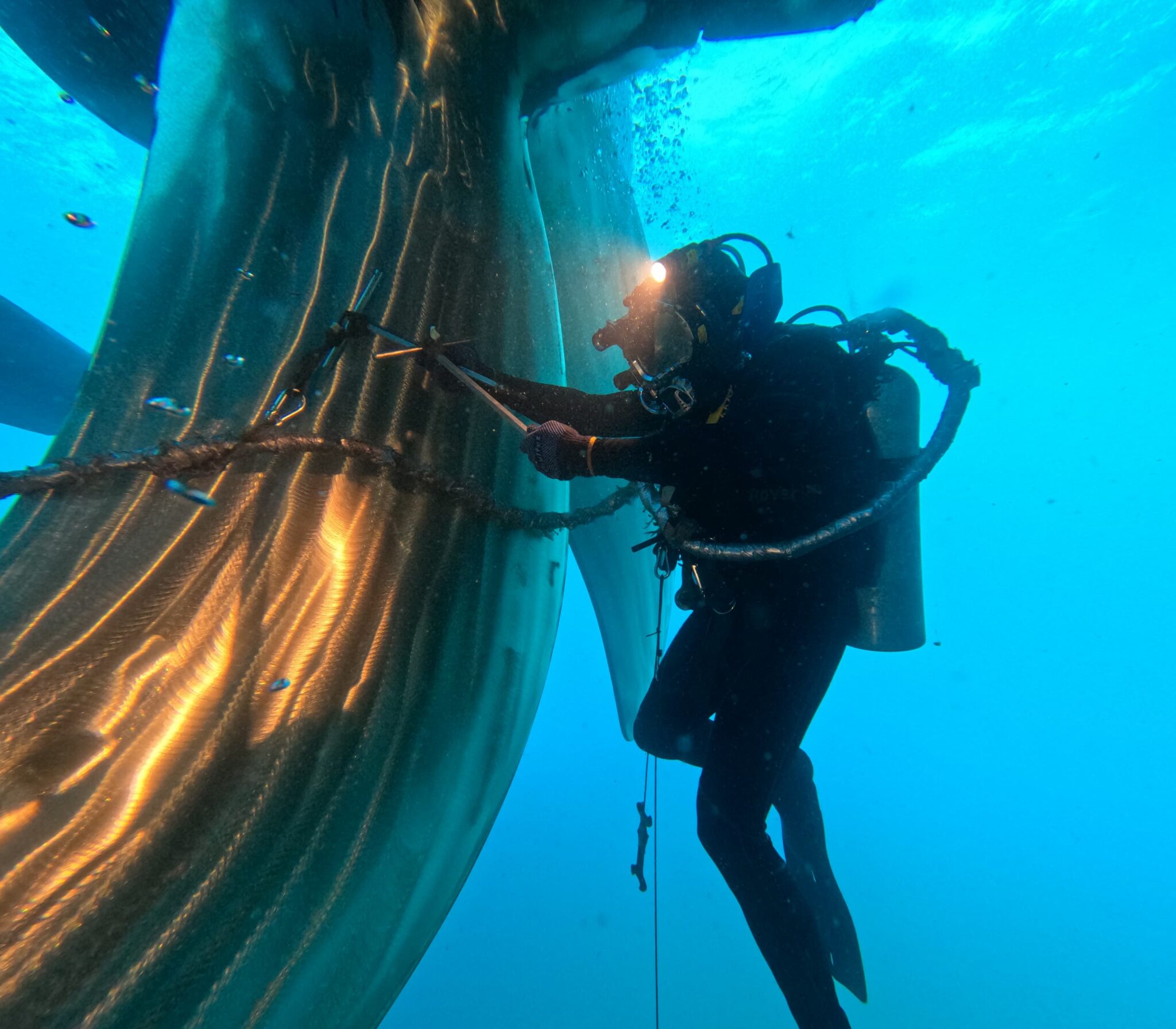 Shipping Services – Tideborn